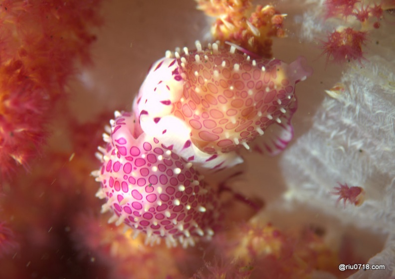 ウミウサギ図鑑 / Diminovula punctata (Duclos,1831) テンロクケボリ | 大瀬崎図鑑