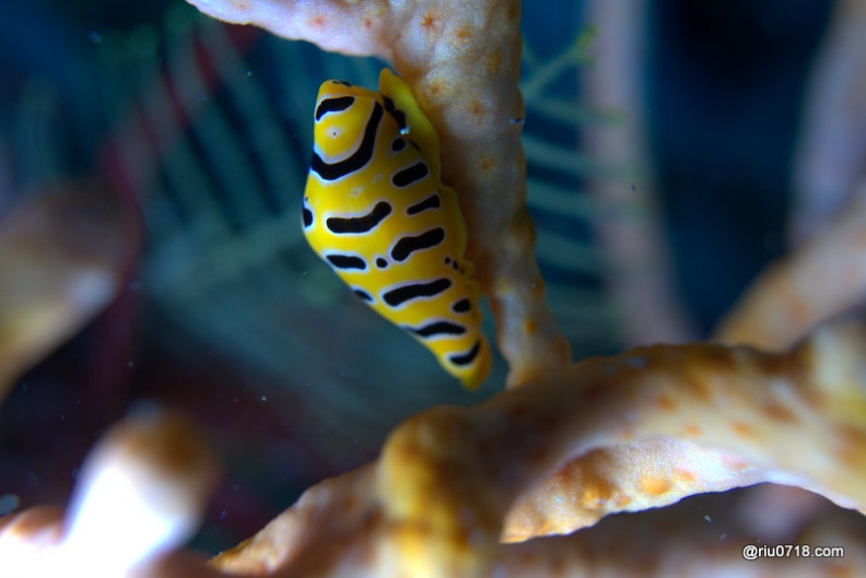 ウミウサギ図鑑 / Primovula (Cuspivolva) tigris (Yamamoto, 1971) トラフケボリ | 大瀬崎図鑑