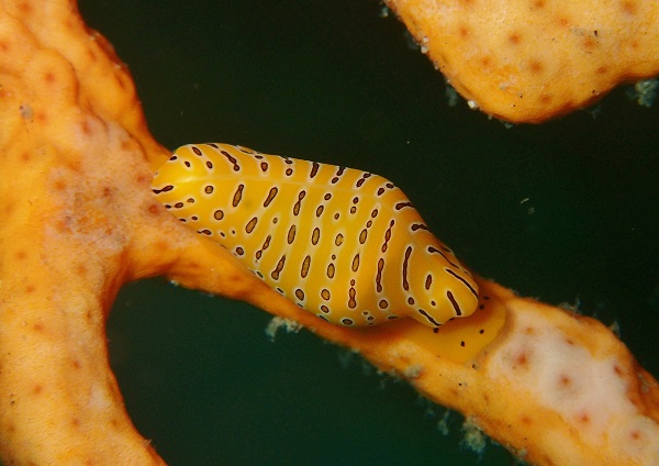 ウミウサギ図鑑 / Primovula (Cuspivolva) tigris (Yamamoto, 1971) トラフケボリ | 大瀬崎図鑑