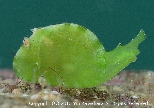 ウミウシ図鑑 / 嚢舌目 / Juliidae ユリヤガイ科 / Berthelinia schlumbergeri (Dautzenberg ...